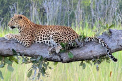 Guide to Uganda: Destinations, Safari Info & Travel Guide